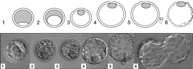 A Guide to Predicting an Embryo's Success Rate - Surrogacy Mama